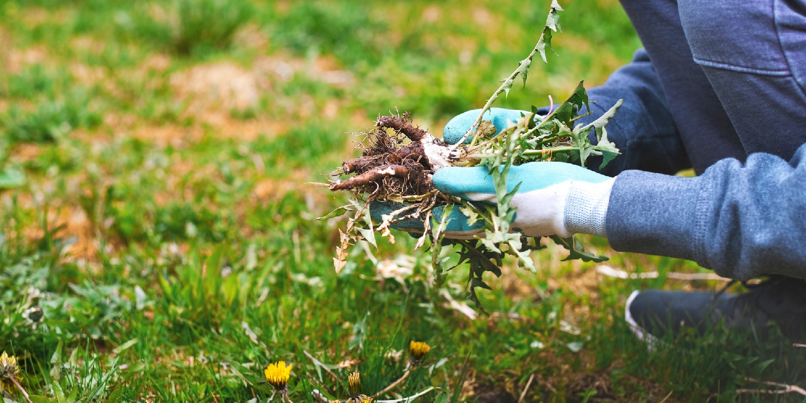 Pro Tips For Removing Garden Weeds Review By Garden Gate Magazine